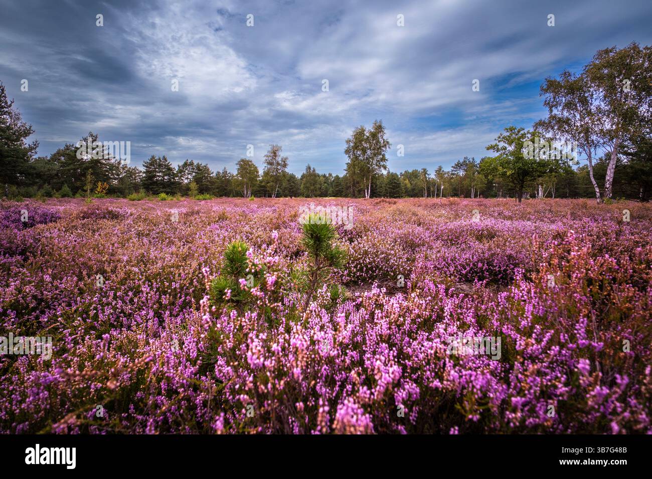 Upper lusatian heath pond landscape hi-res stock photography and images ...
