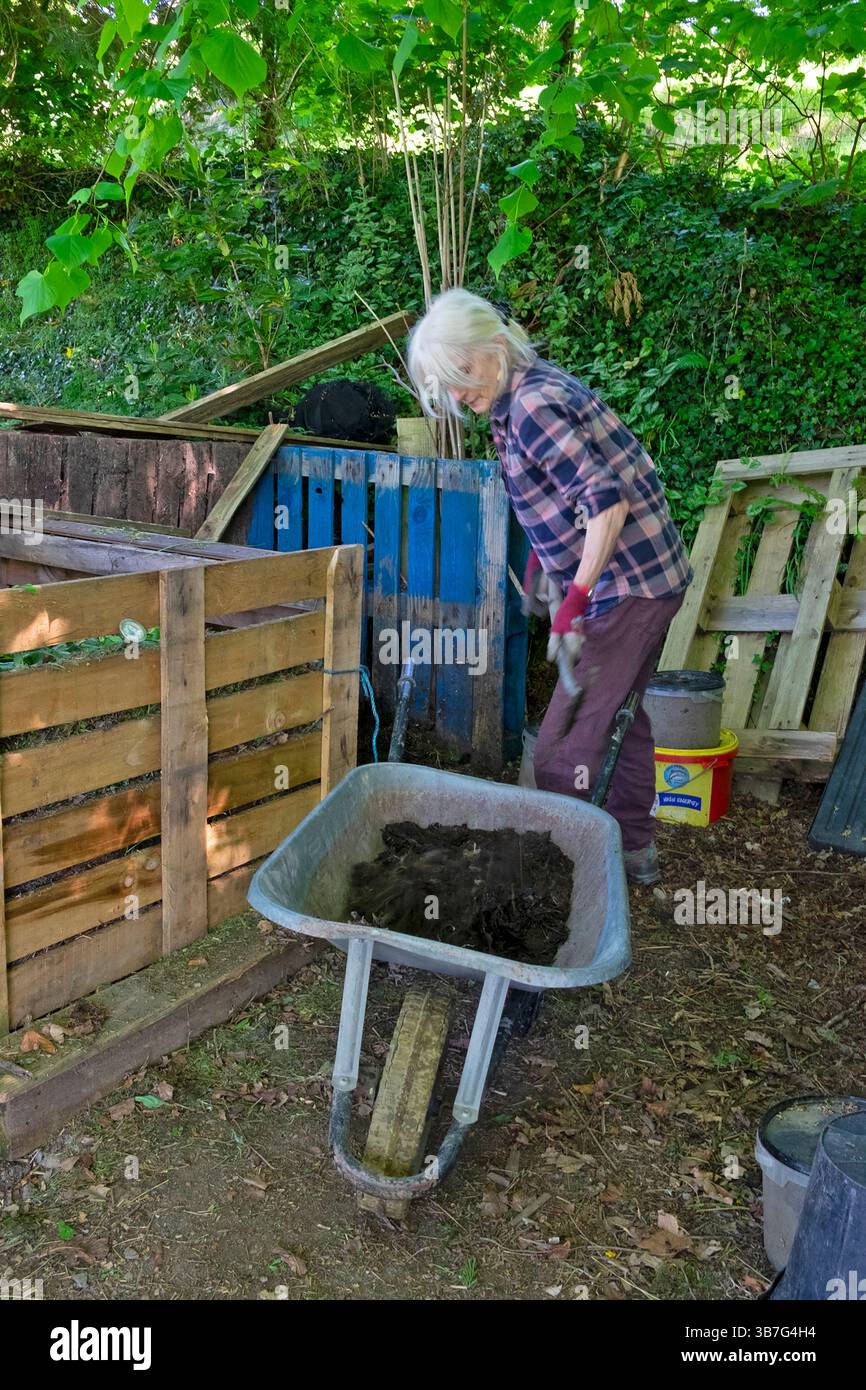 Older woman gardening in spring putting homemade compost into ...