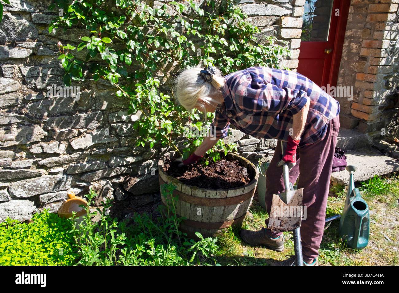 Older woman gardening in spring spreading compost onto a rose bush ...