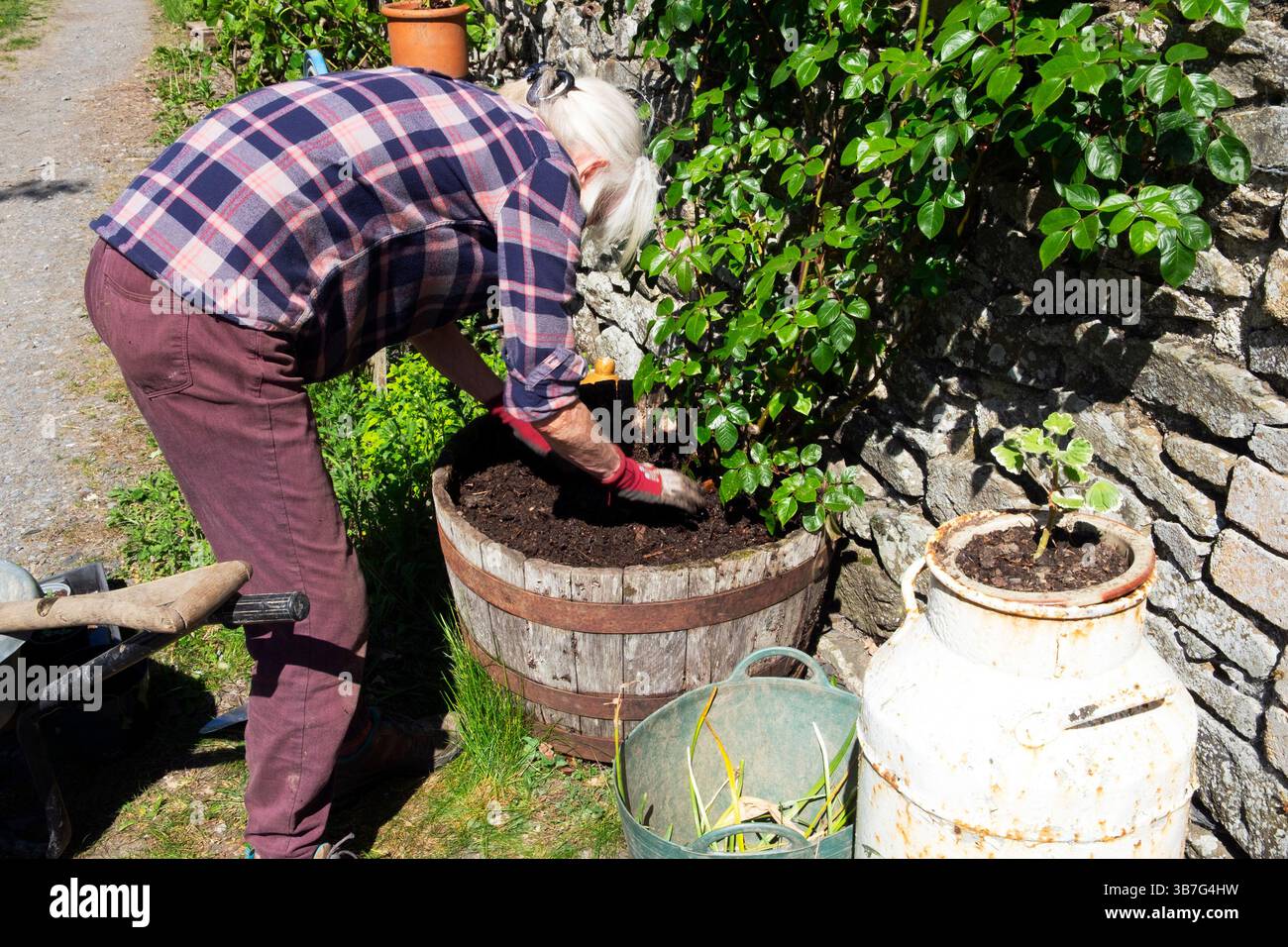 Mature woman gardening bending over hi-res stock photography and images ...