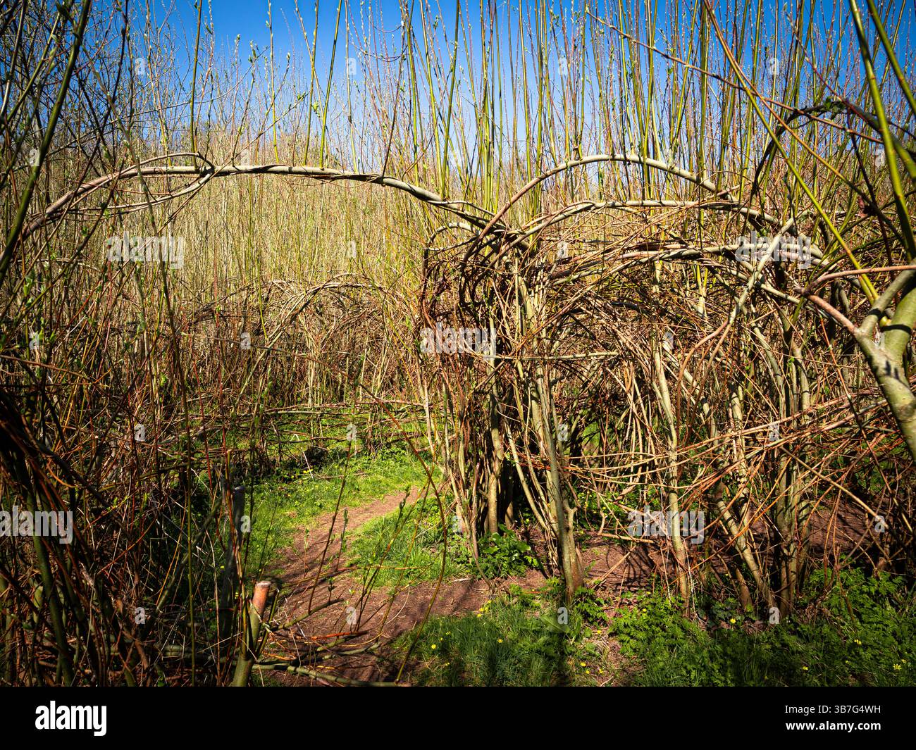 Willow Maze, Barton Farm Country Park, Bradford-on-Avon, Wiltshire ...