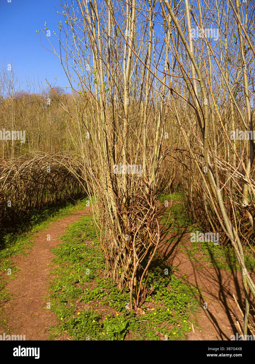 Willow Maze, Barton Farm Country Park, Bradford-on-Avon, Wiltshire ...