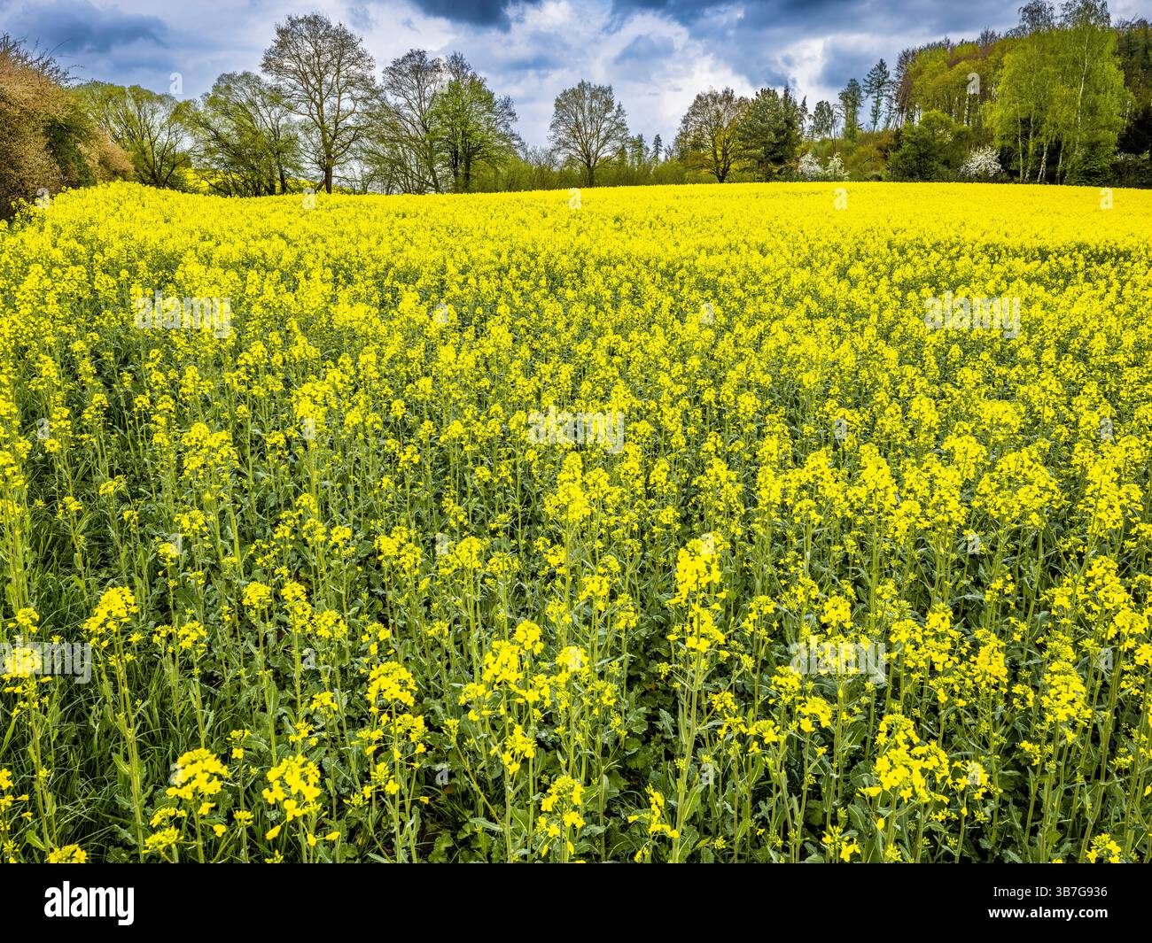 Rapsfeld bei Adelebsen Niedersachsen Deutschland *** Rapeseed field ...