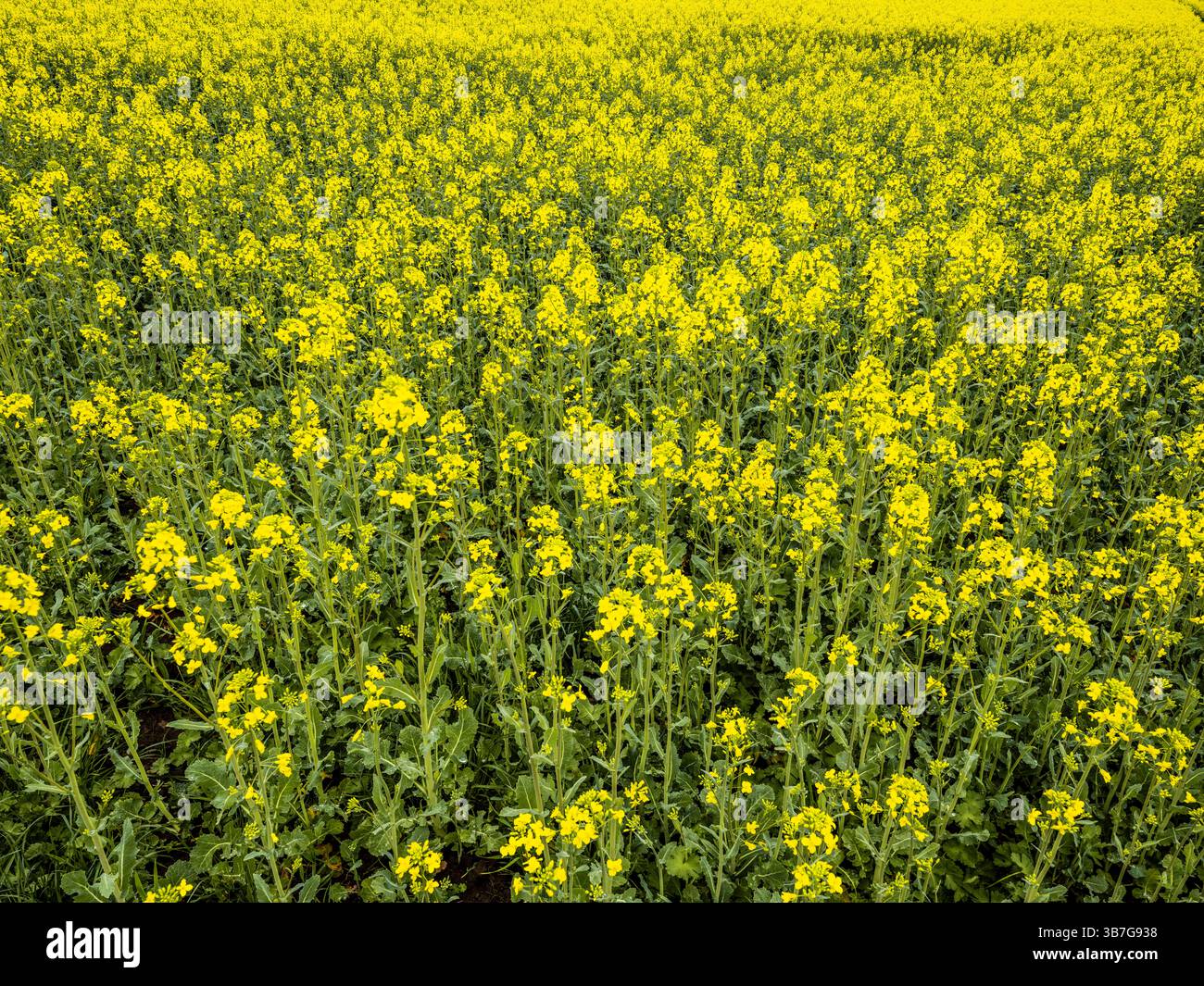 Rapsfeld bei Adelebsen Niedersachsen Deutschland *** Rapeseed field ...