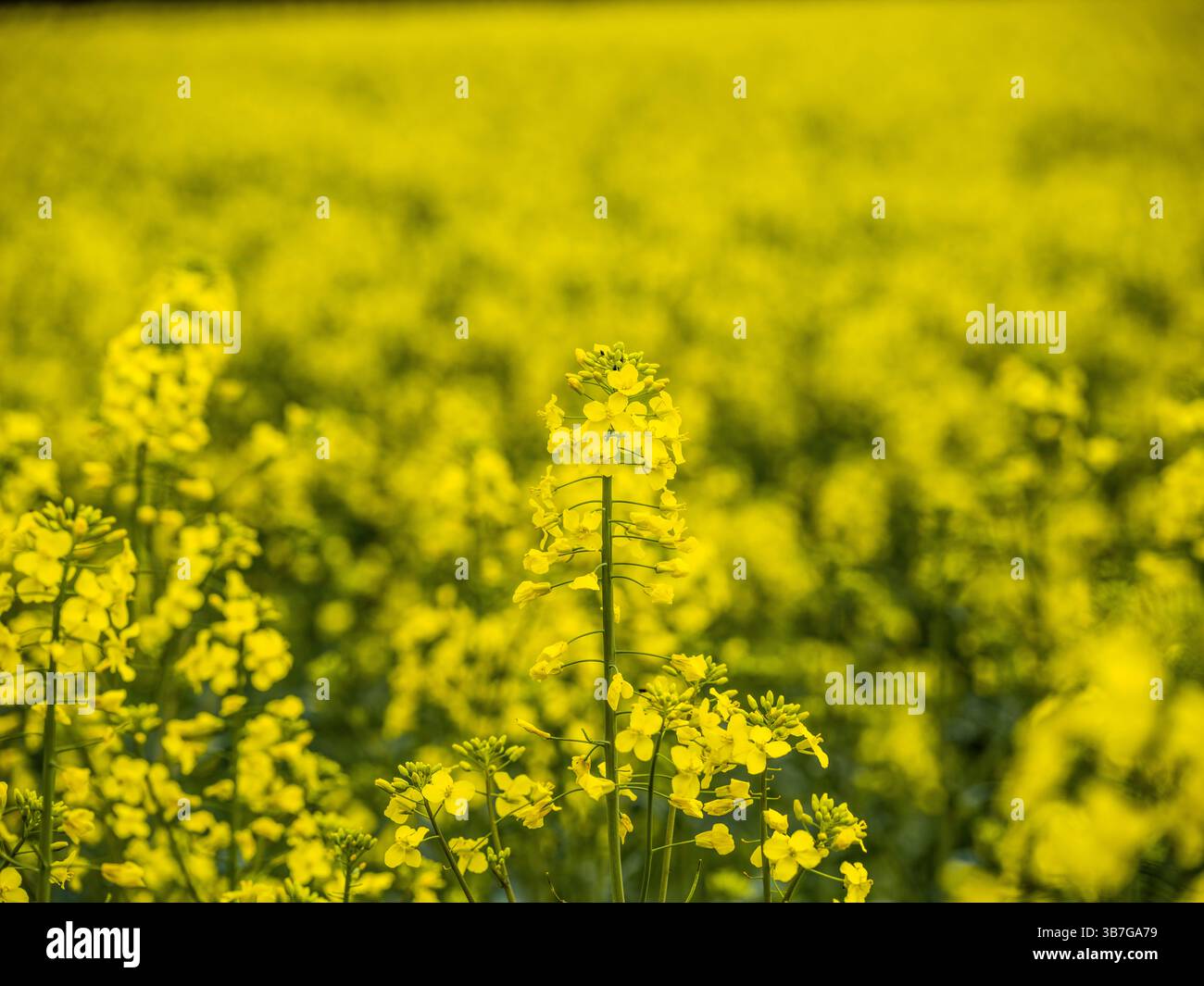 Rapsfeld bei Adelebsen Niedersachsen Deutschland *** Rapeseed field ...