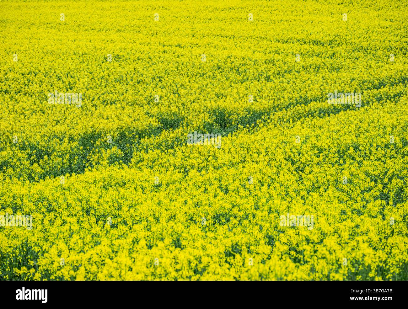 Rapsfeld bei Adelebsen Niedersachsen Deutschland *** Rapeseed field ...
