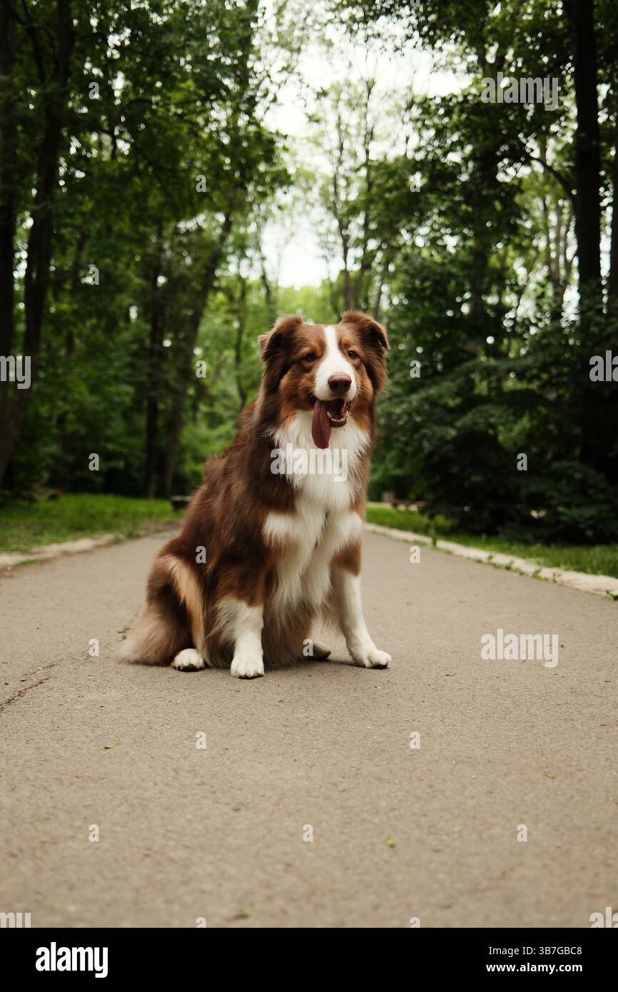 Australian Shepherd sitting on a forest path with tongue out, looking ...