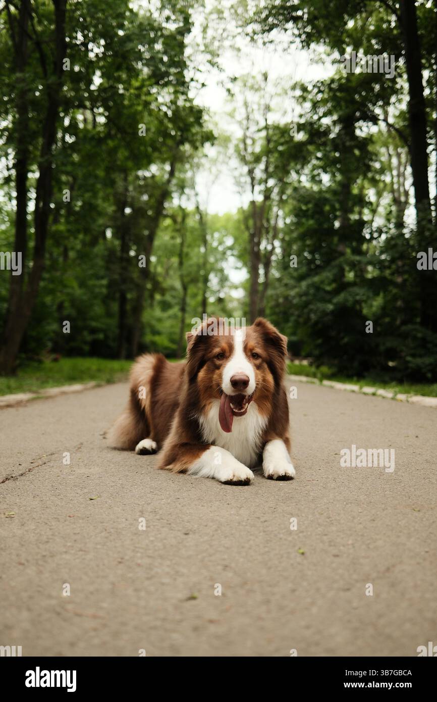Australian Shepherd resting on a forest path with tongue out, looking ...