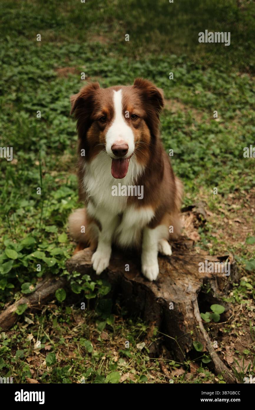 Australian Shepherd with brown and white coat sitting on a tree stump ...