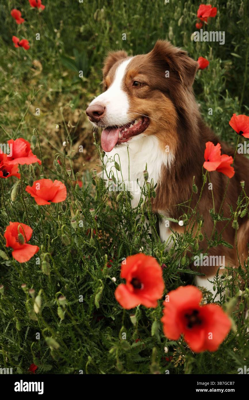 Australian Shepherd with tongue out sitting in a vibrant field of red ...