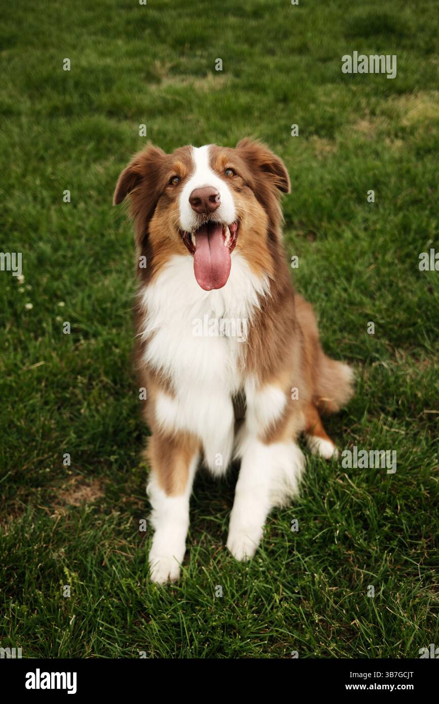Happy brown Australian Shepherd dog sitting on a green lawn with tongue ...