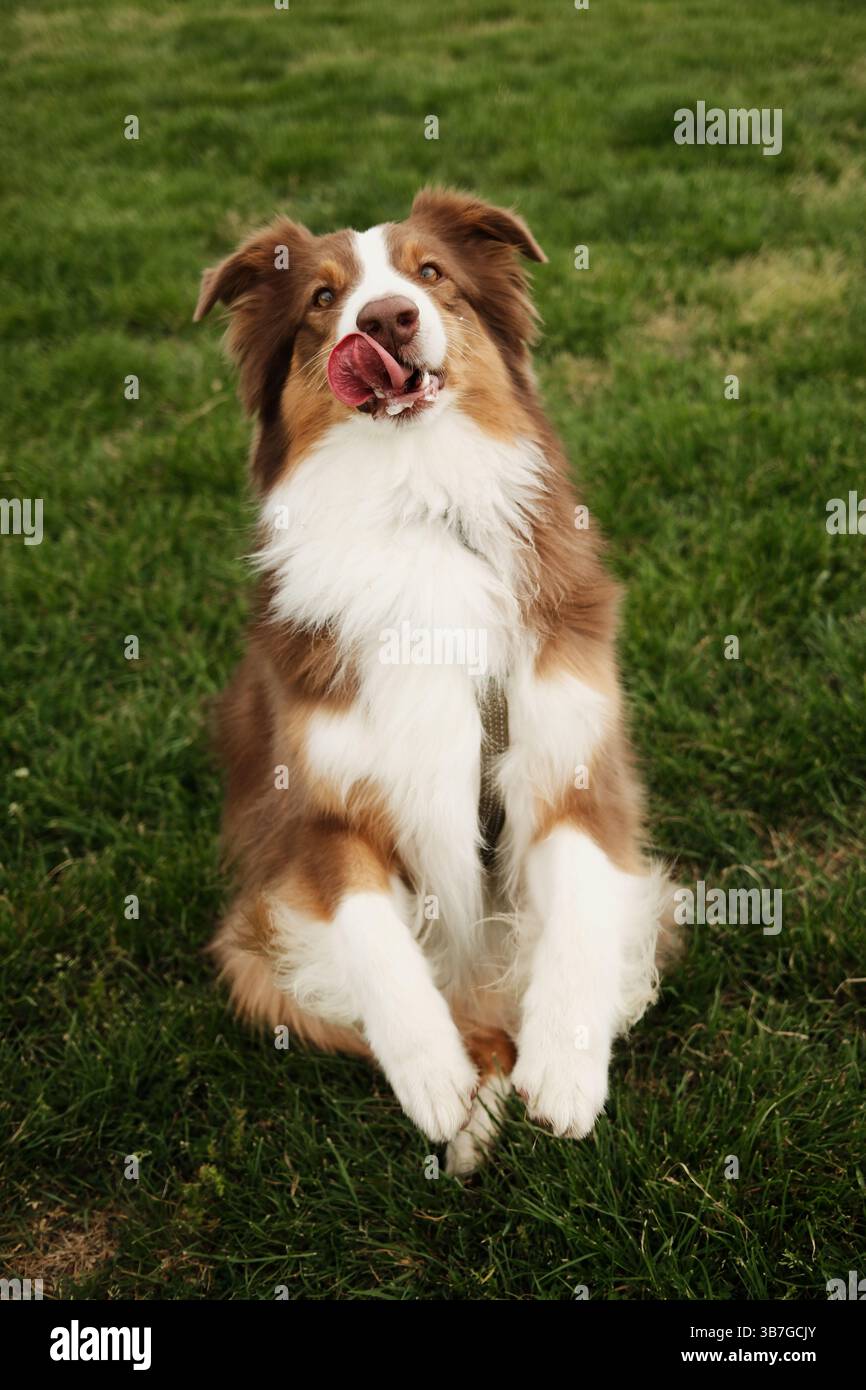 Playful brown Australian Shepherd sitting on hind legs in green grass ...