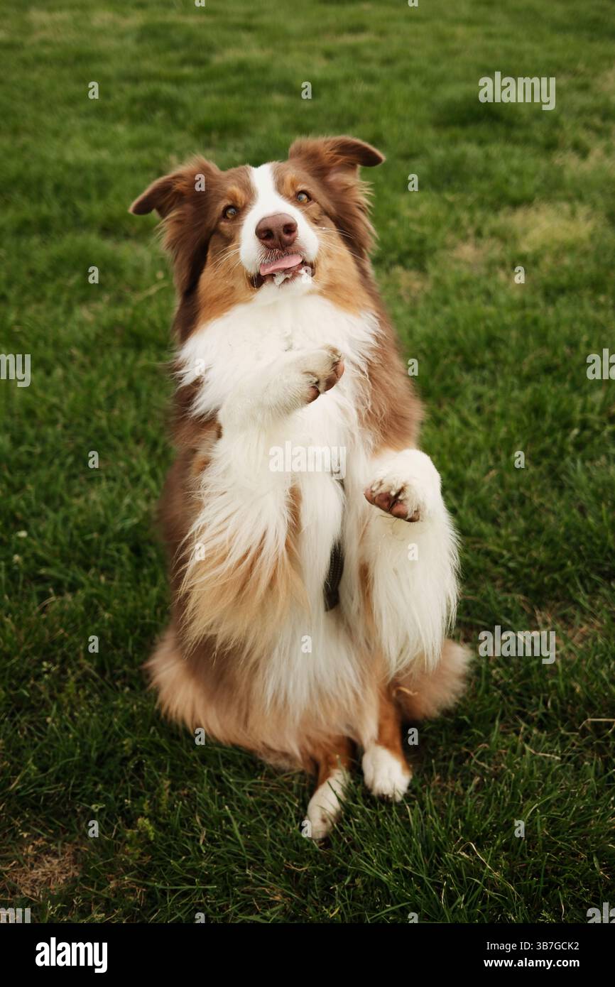 Playful brown Australian Shepherd sitting on hind legs in green grass ...