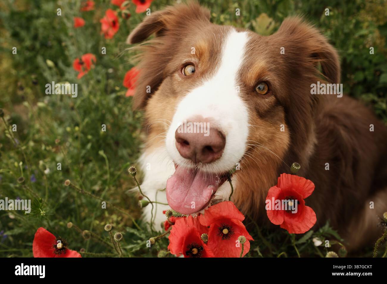 Australian Shepherd with tongue out sitting in a vibrant field of red ...