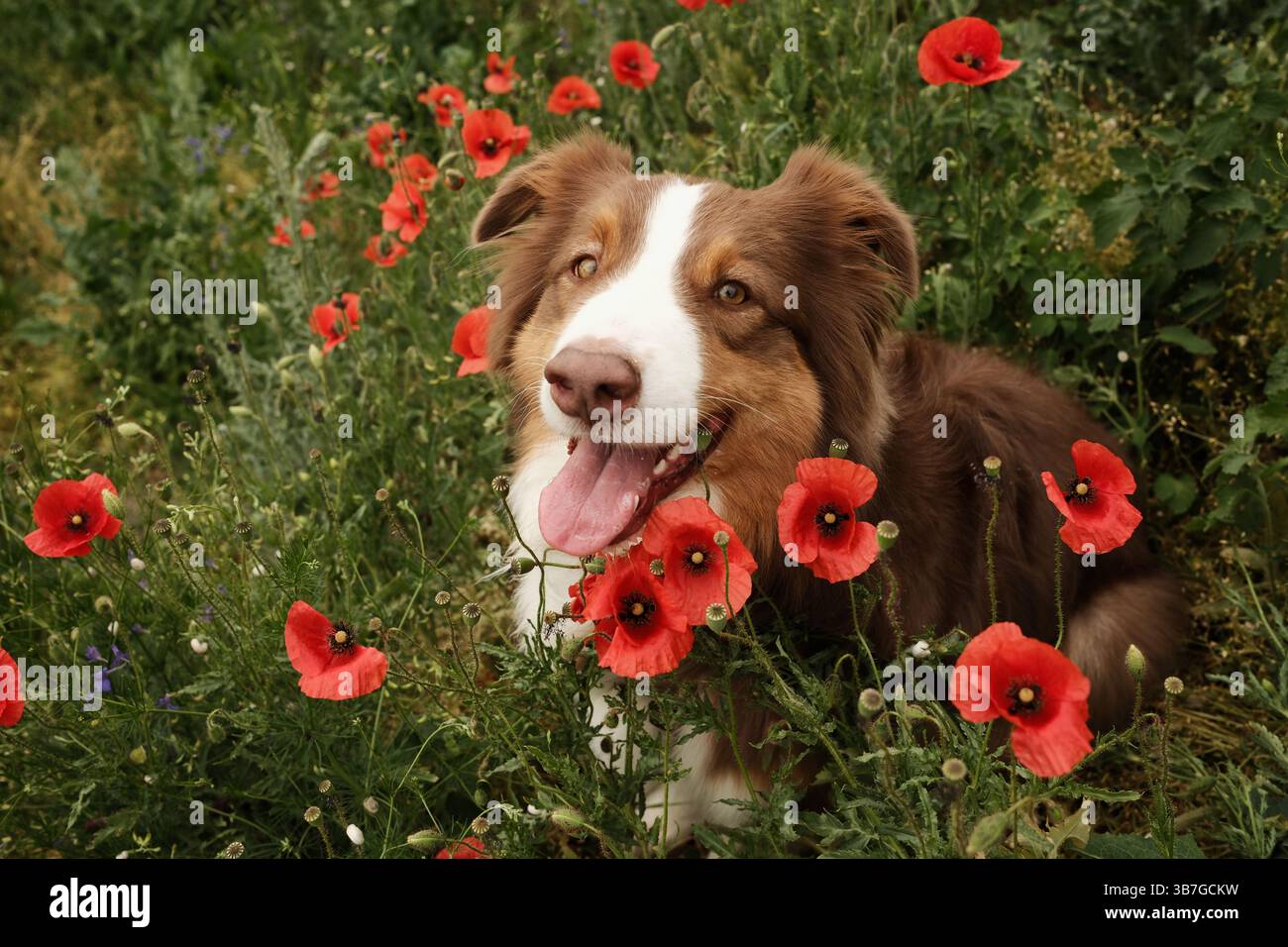 Australian Shepherd with tongue out sitting in a vibrant field of red ...