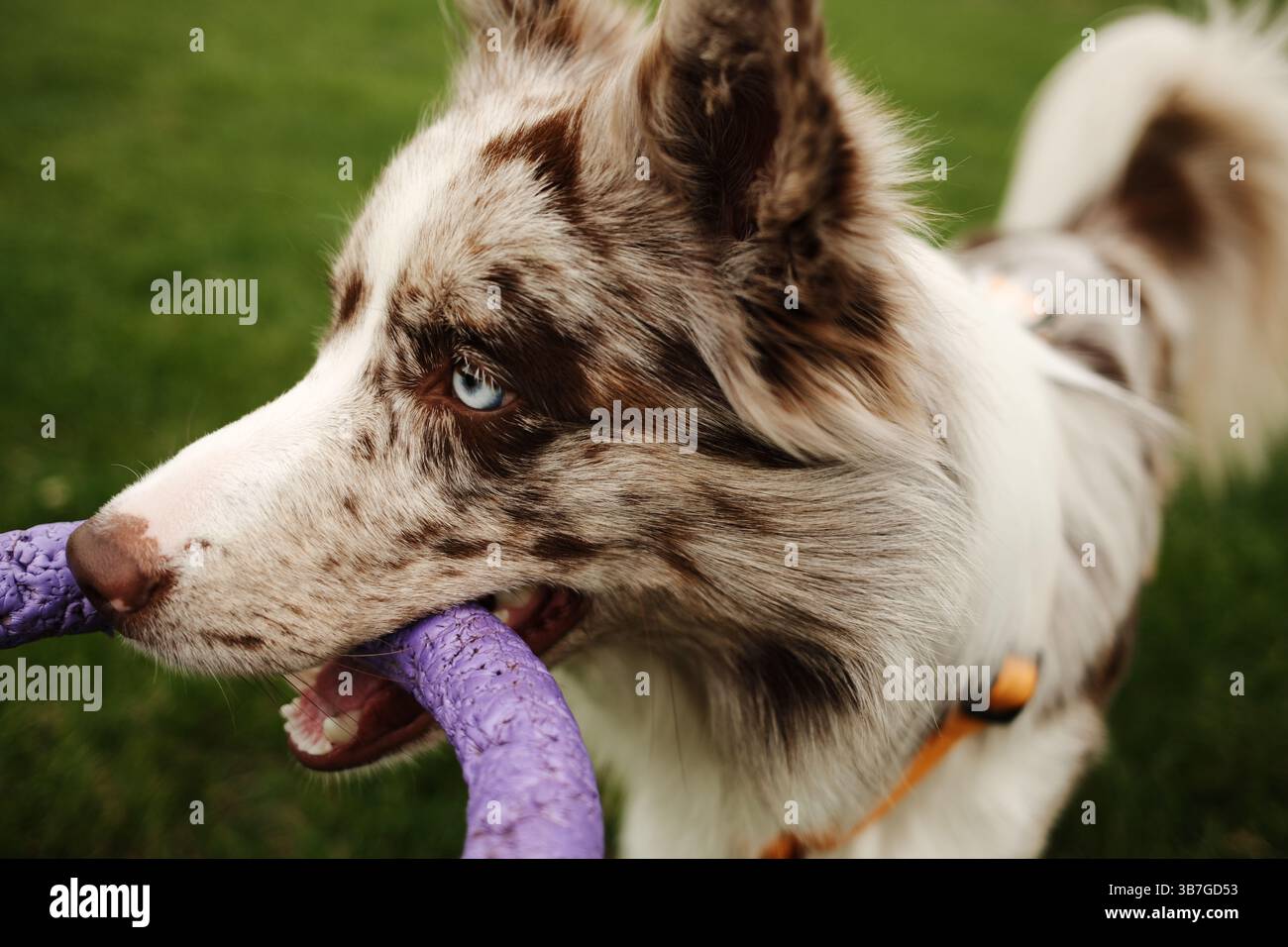 Close-up of a merle Border Collie dog with bright blue eyes biting a ...