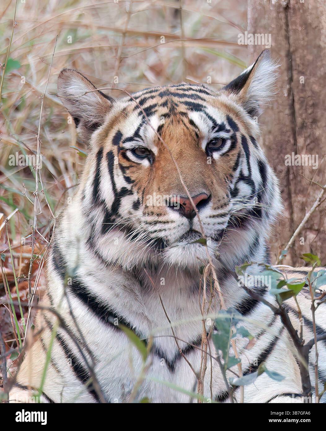Bengal tiger, Königstiger, Indischer Tiger, Tigre du Bengale, Panthera ...