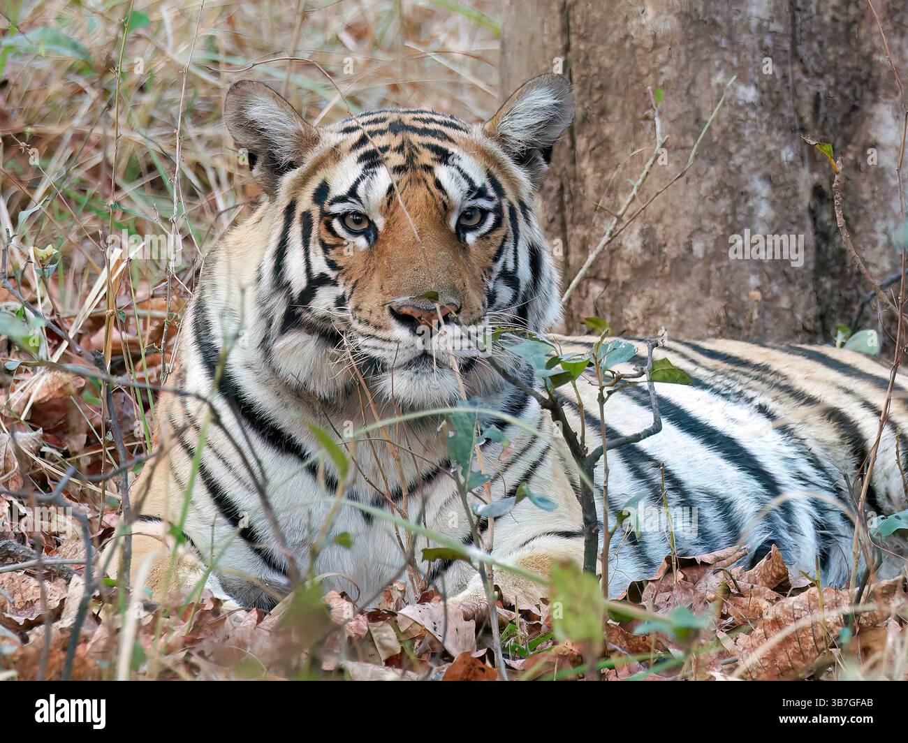 Bengal tiger, Königstiger, Indischer Tiger, Tigre du Bengale, Panthera ...