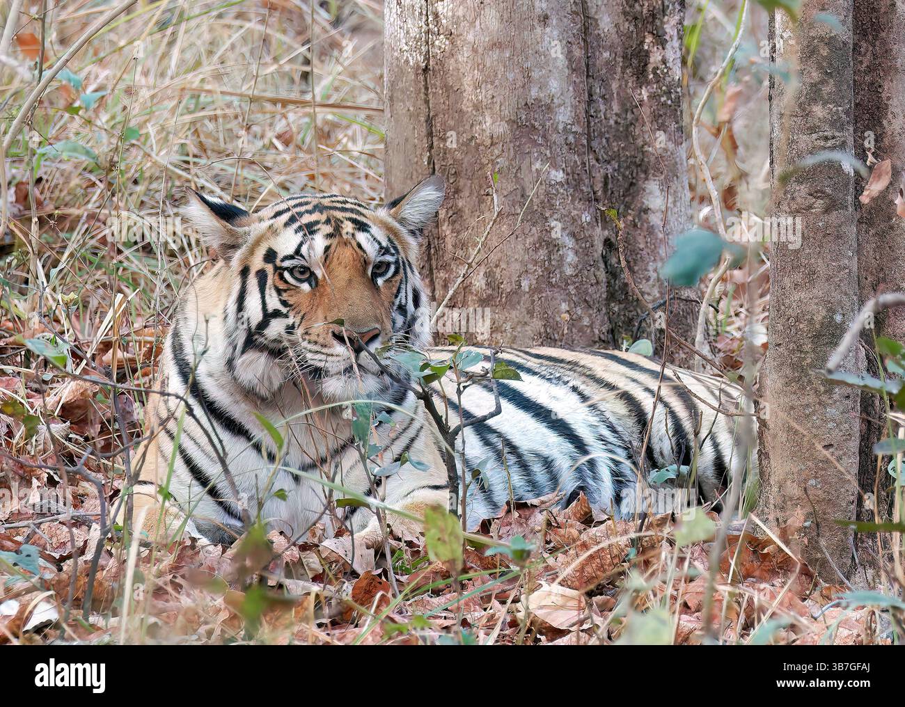 Bengal tiger, Königstiger, Indischer Tiger, Tigre du Bengale, Panthera ...