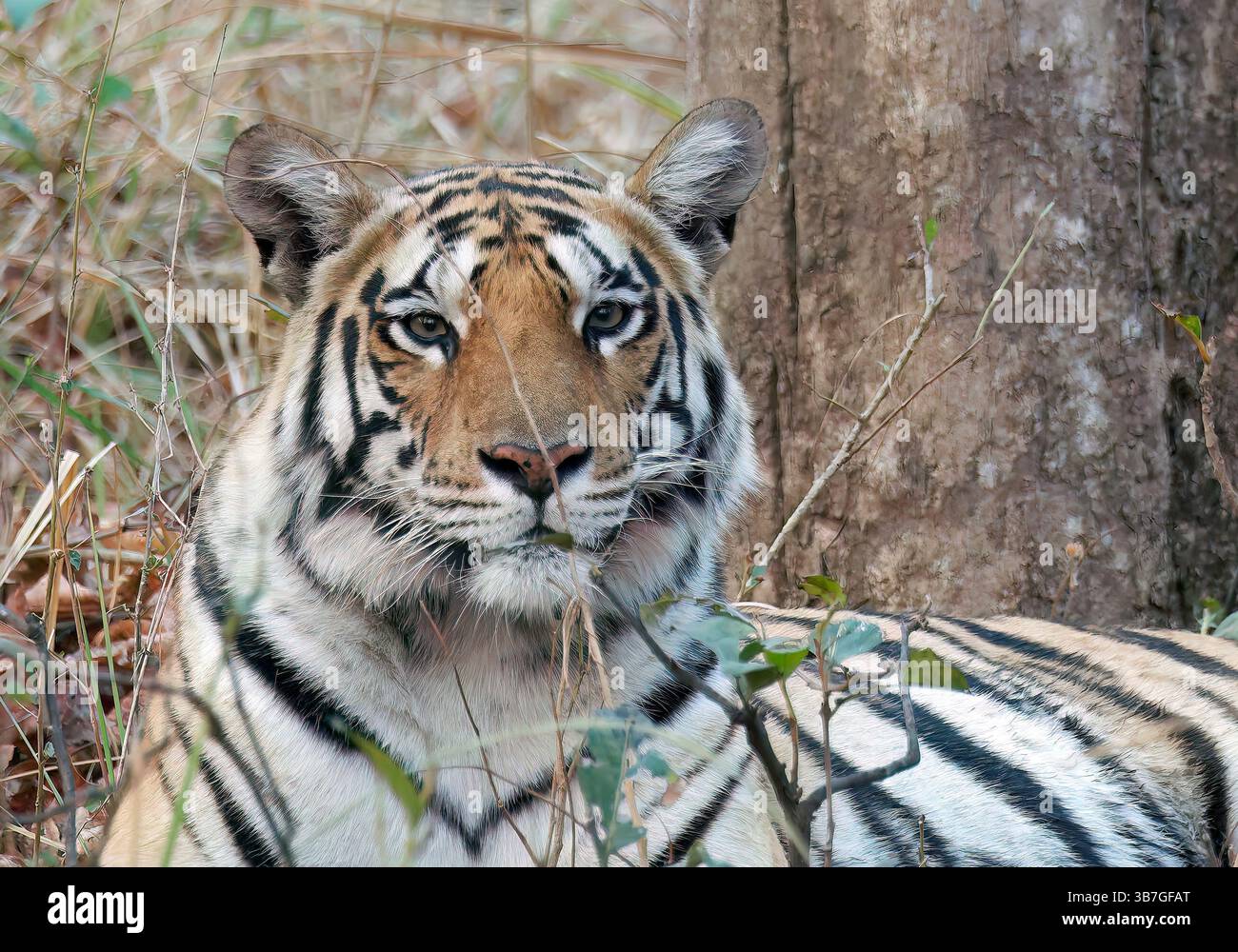 Bengal tiger, Königstiger, Indischer Tiger, Tigre du Bengale, Panthera ...