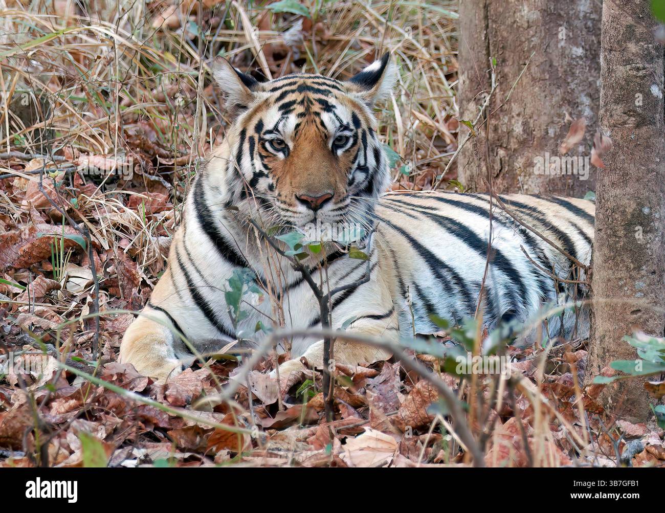 Bengal tiger, Königstiger, Indischer Tiger, Tigre du Bengale, Panthera ...