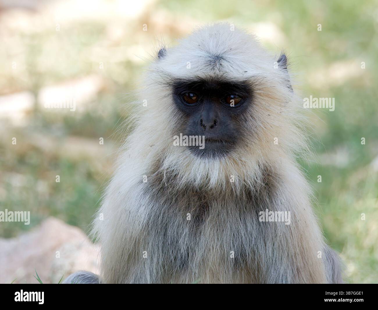 Northern plains gray langur, Hanuman langur, Bengalischer Hanuman ...