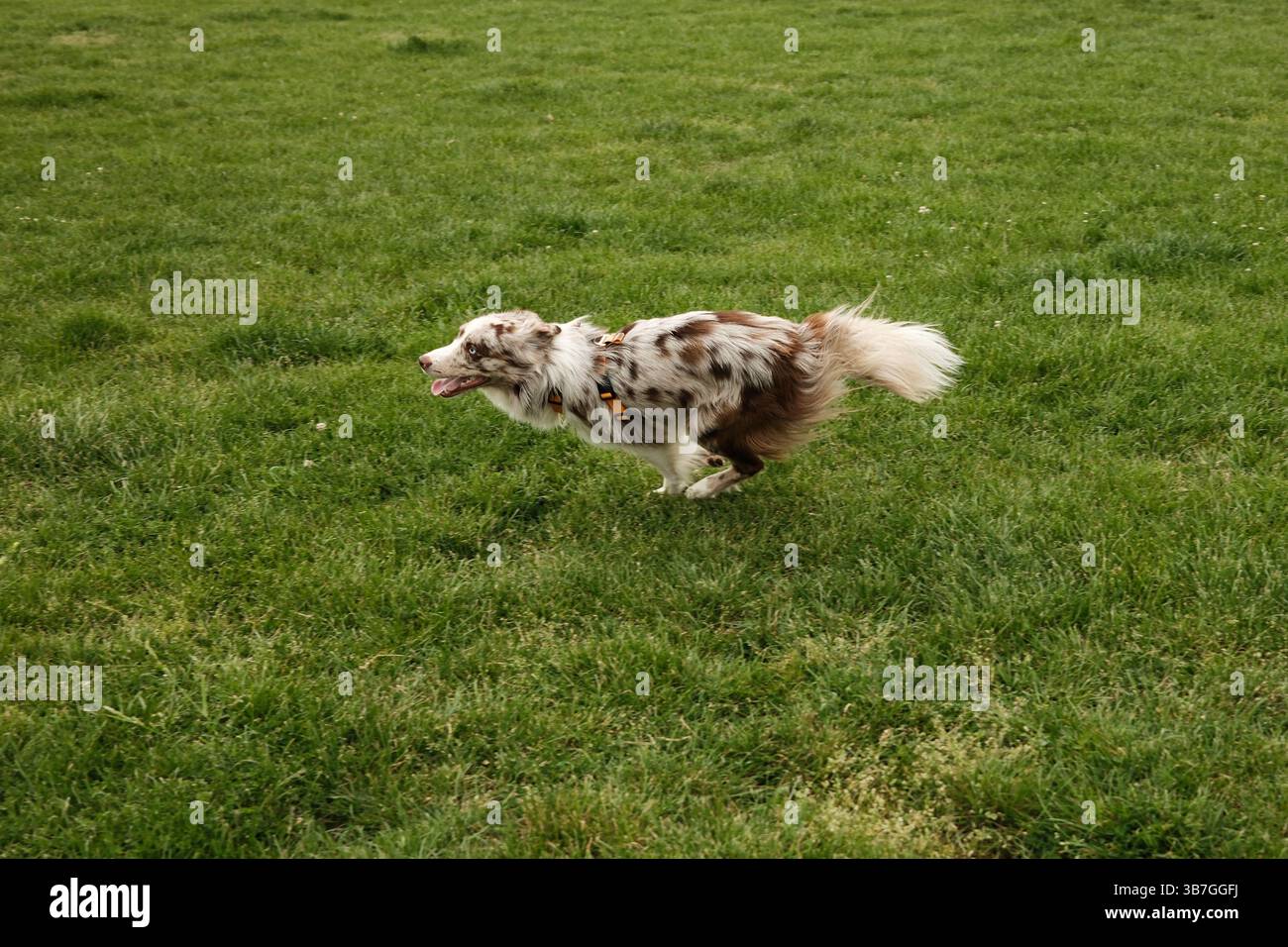 Red merle Border Collie in mid-stride racing across a verdant grass ...