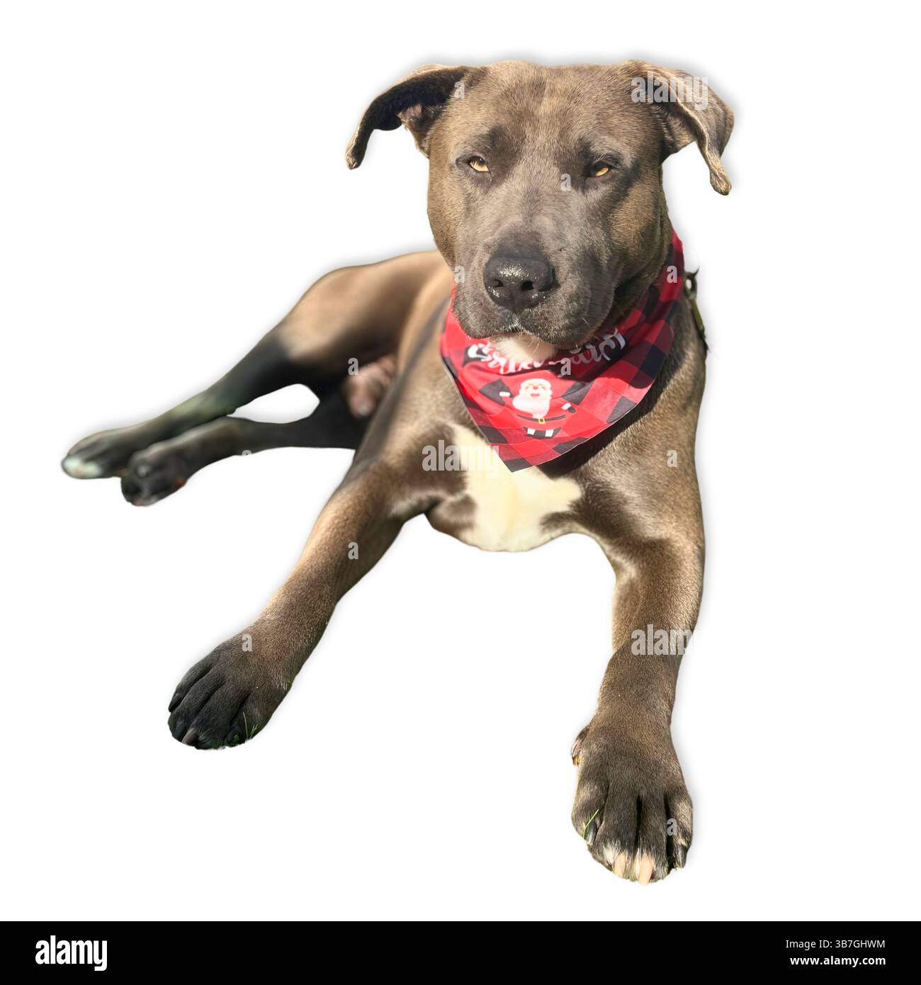 Gray pit bull mix wears a red plaid bandana with a Santa motif, laying ...