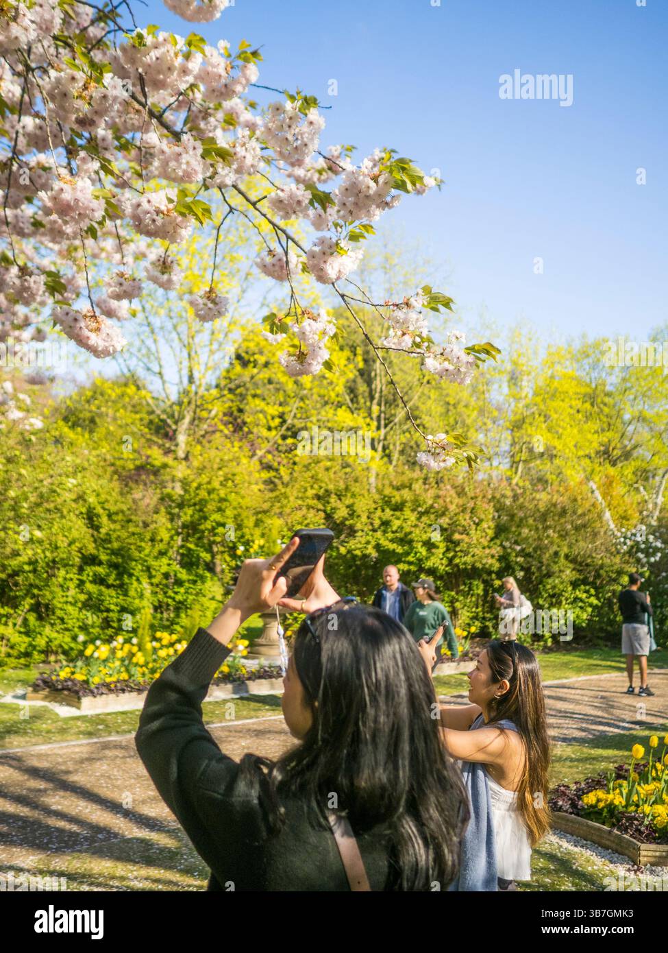 Tourists photographing Sakura, Cherry Blossom, Regents Park, London ...