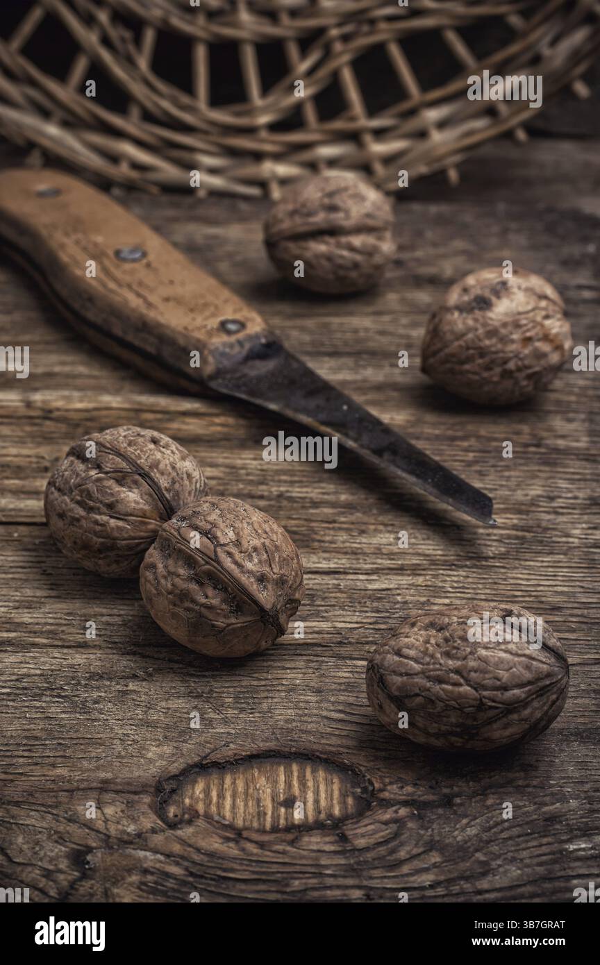 Conch with walnuts hi-res stock photography and images - Alamy
