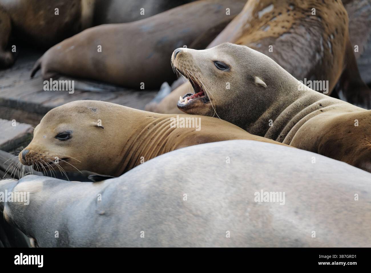 San Francisco's animated and continuously warring Pier 39 Sea Lions ...