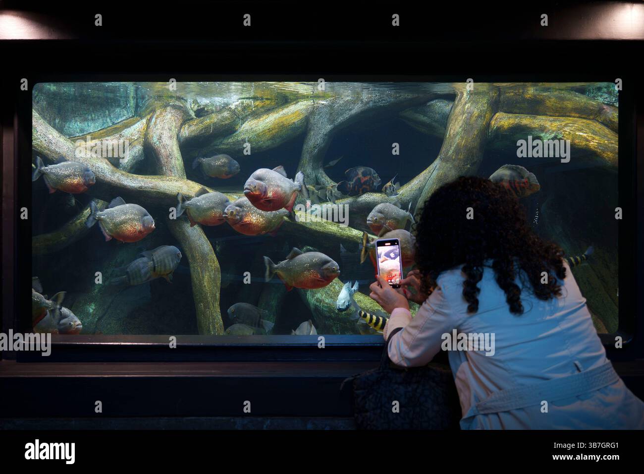 Woman taking photos fish hi-res stock photography and images - Alamy