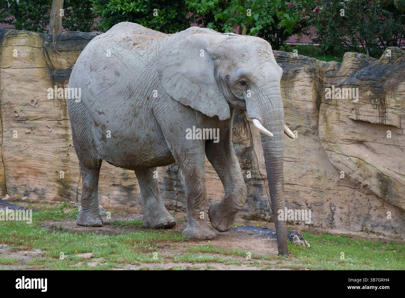 Close-up profile of an elephant showing its face, tusks, and textured ...