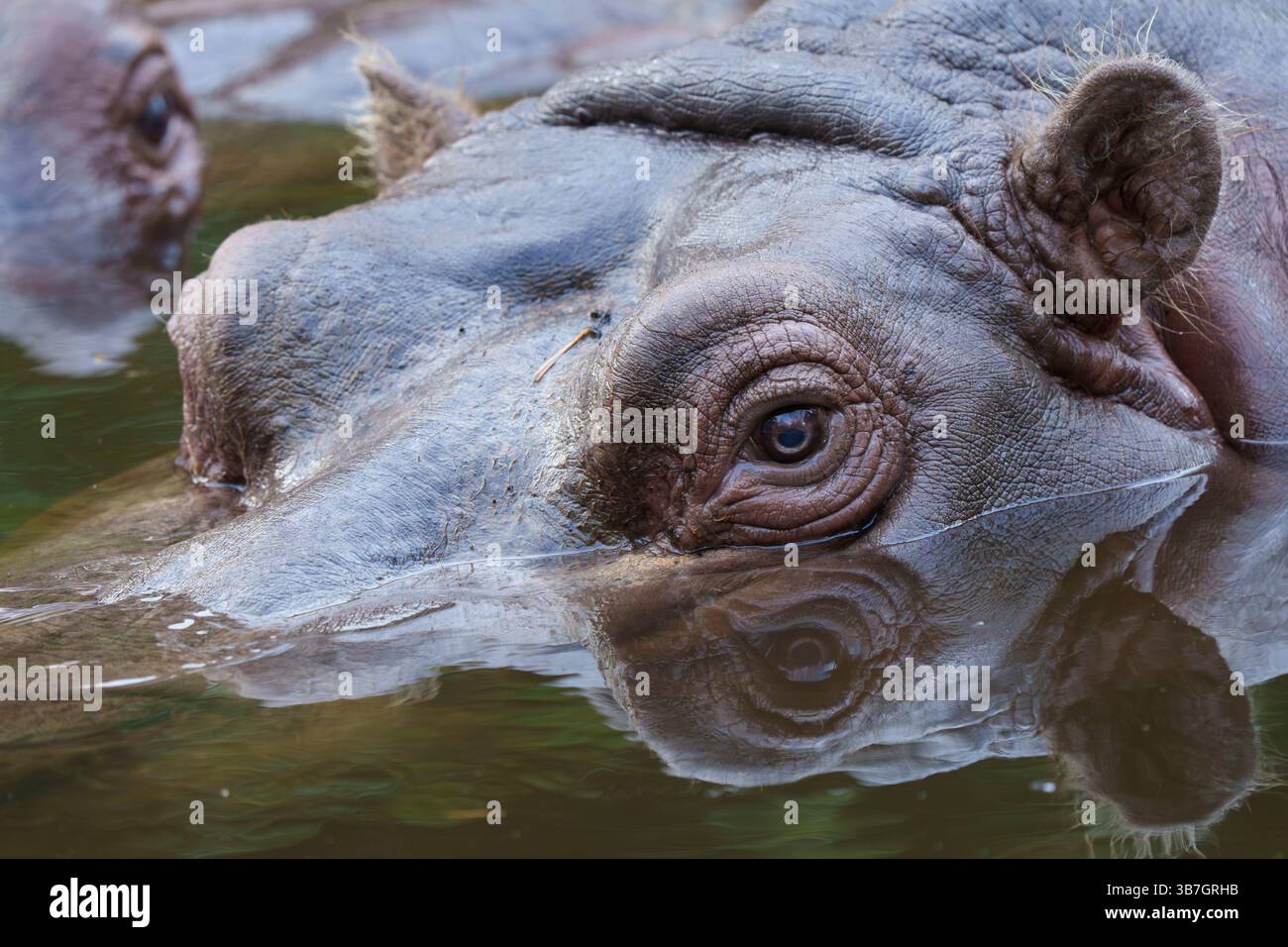 Close-up of a hippo partially submerged in water with its eye peering ...