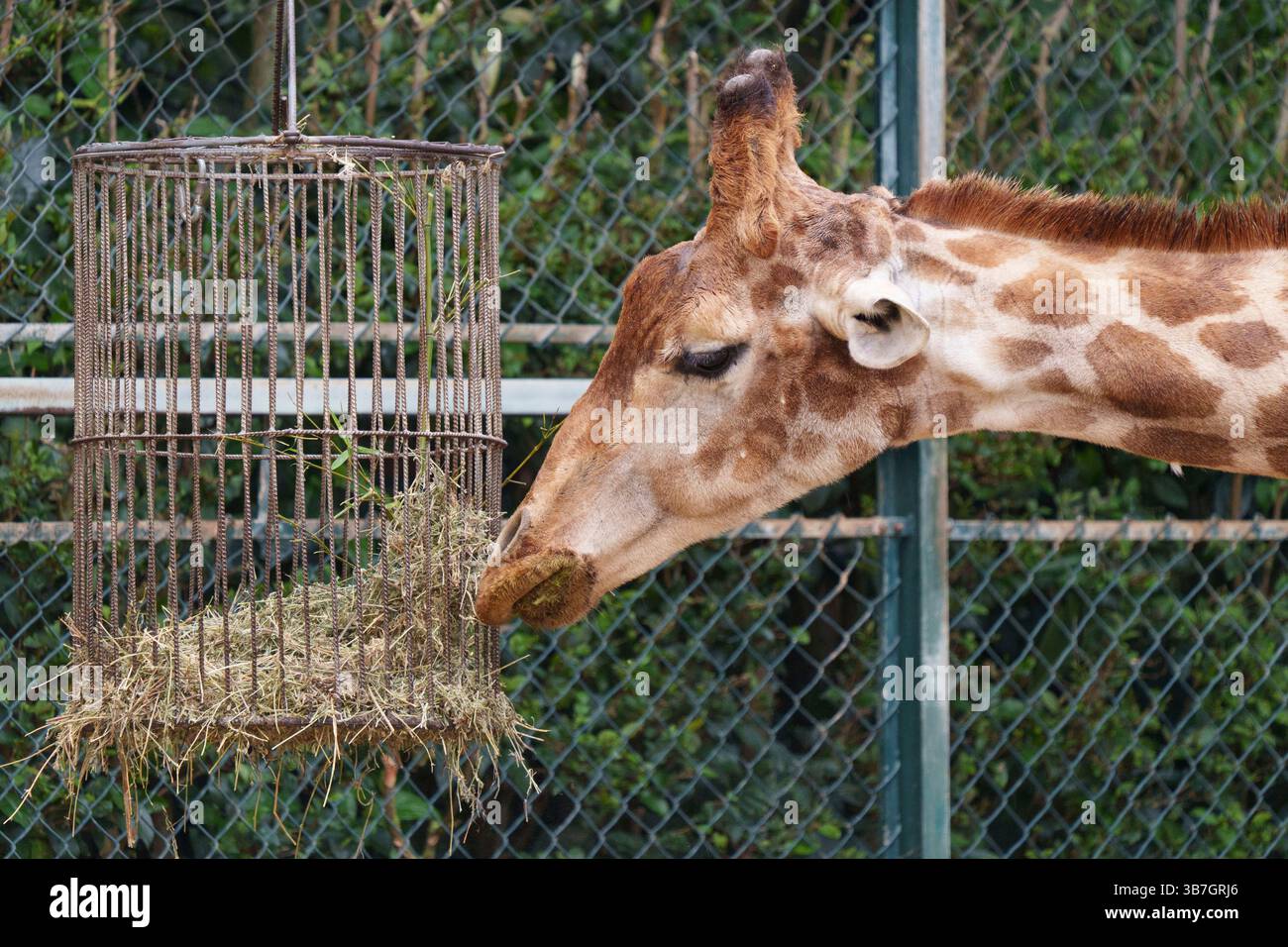 Giraffe feeding on hay hi-res stock photography and images - Alamy