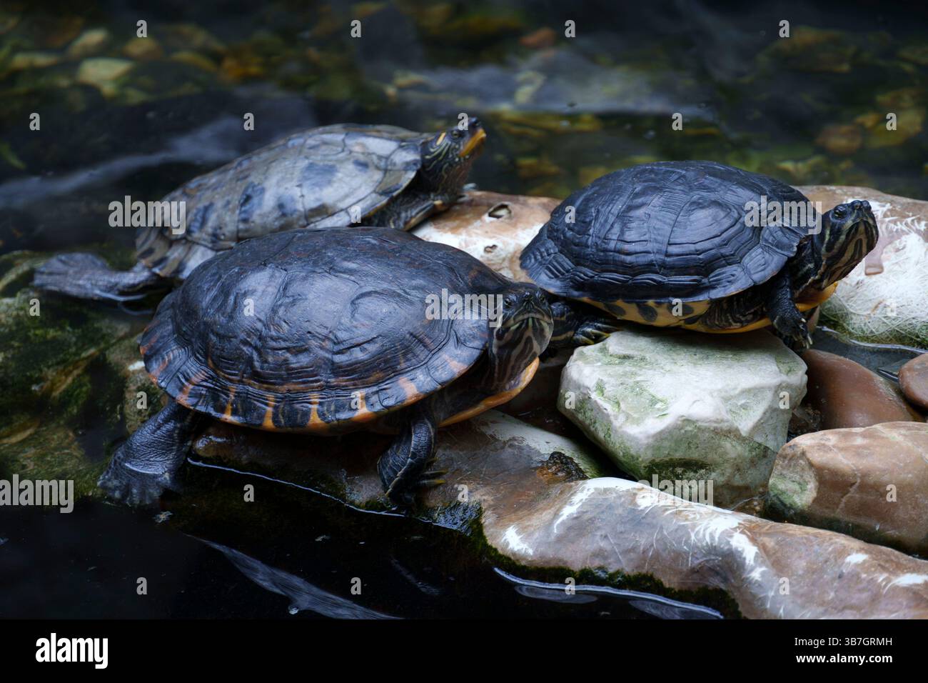 Reptiles de florida hi-res stock photography and images - Alamy