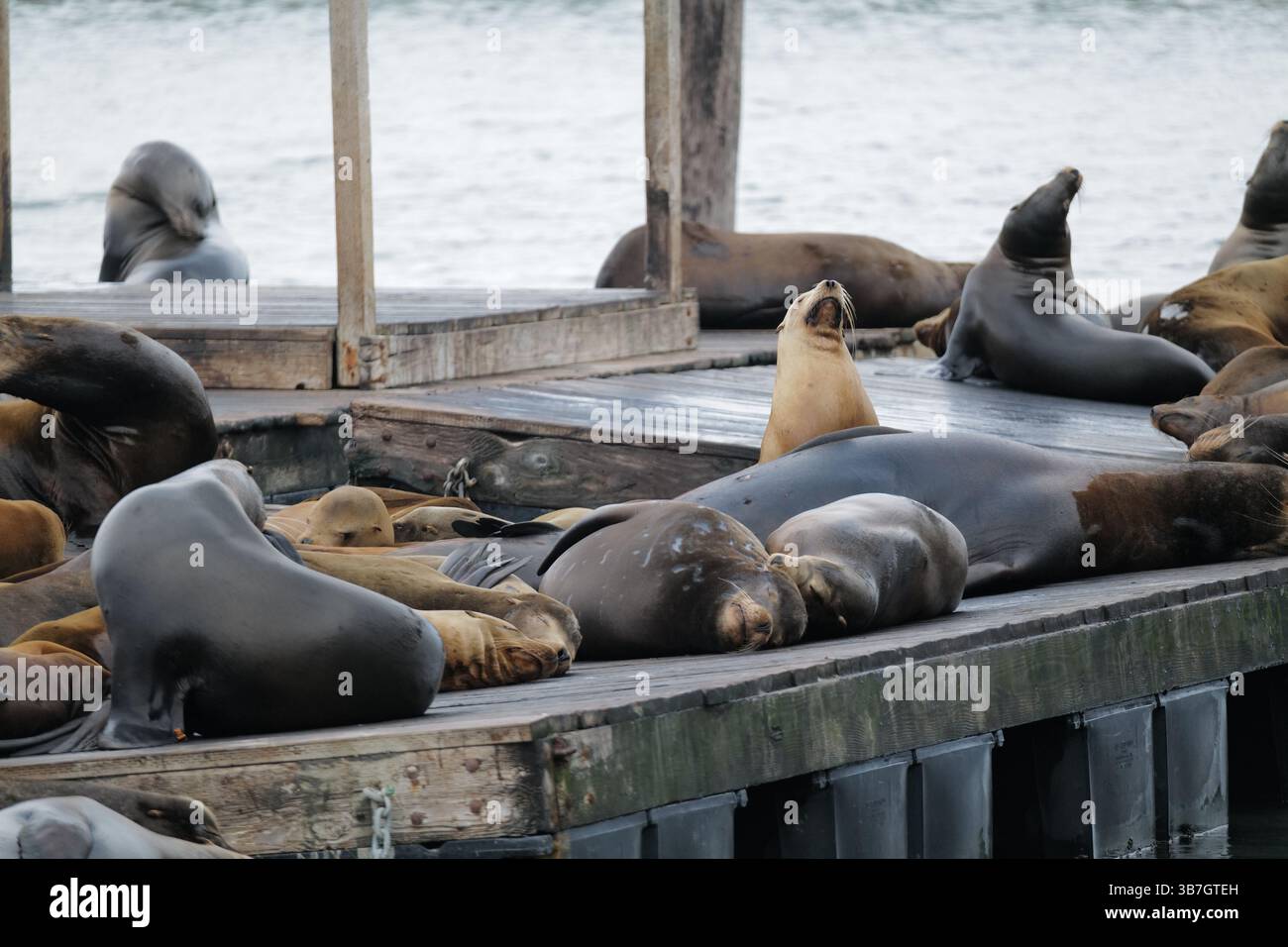San Francisco's animated and continuously warring Pier 39 Sea Lions ...