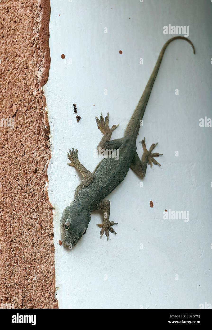 yellow-belly gecko or northern house gecko, Hemidactylus flaviviridis ...