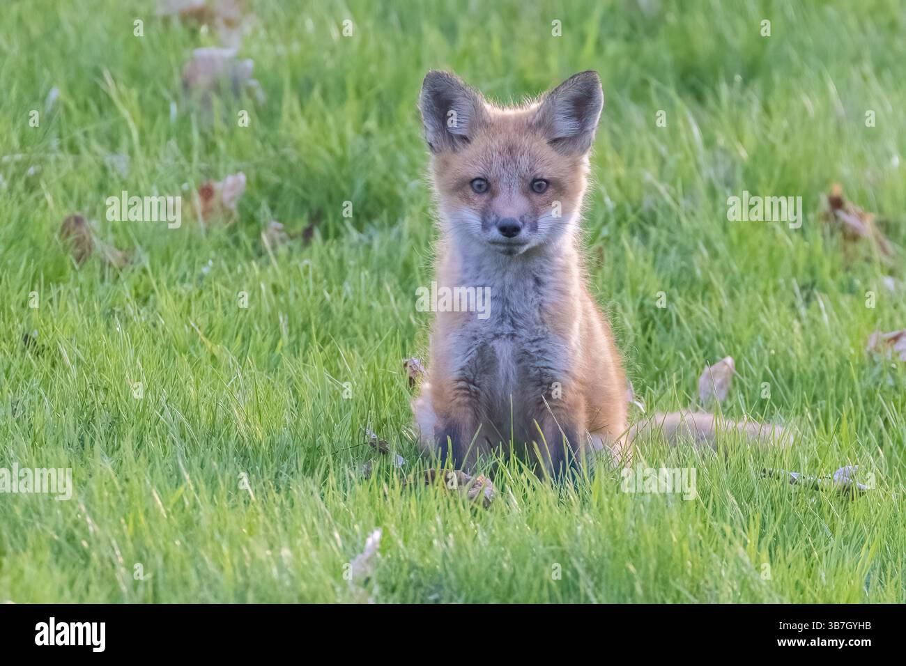 Cute baby fox in spring Stock Photo - Alamy