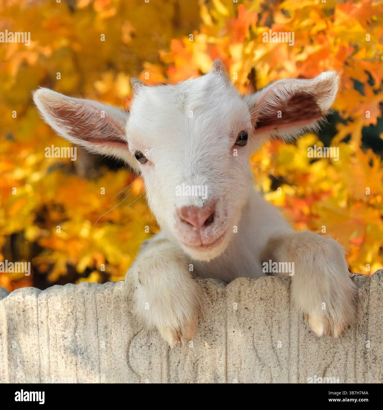 cute baby goat looking over a barn door with autumn leaves behind Stock ...