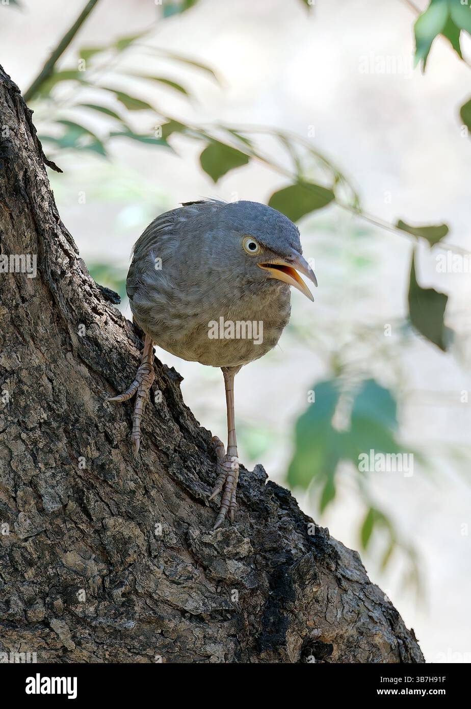 jungle babbler, Dschungeldrosselhäherling, Cratérope de brousse, Argya striata, csíkos ...