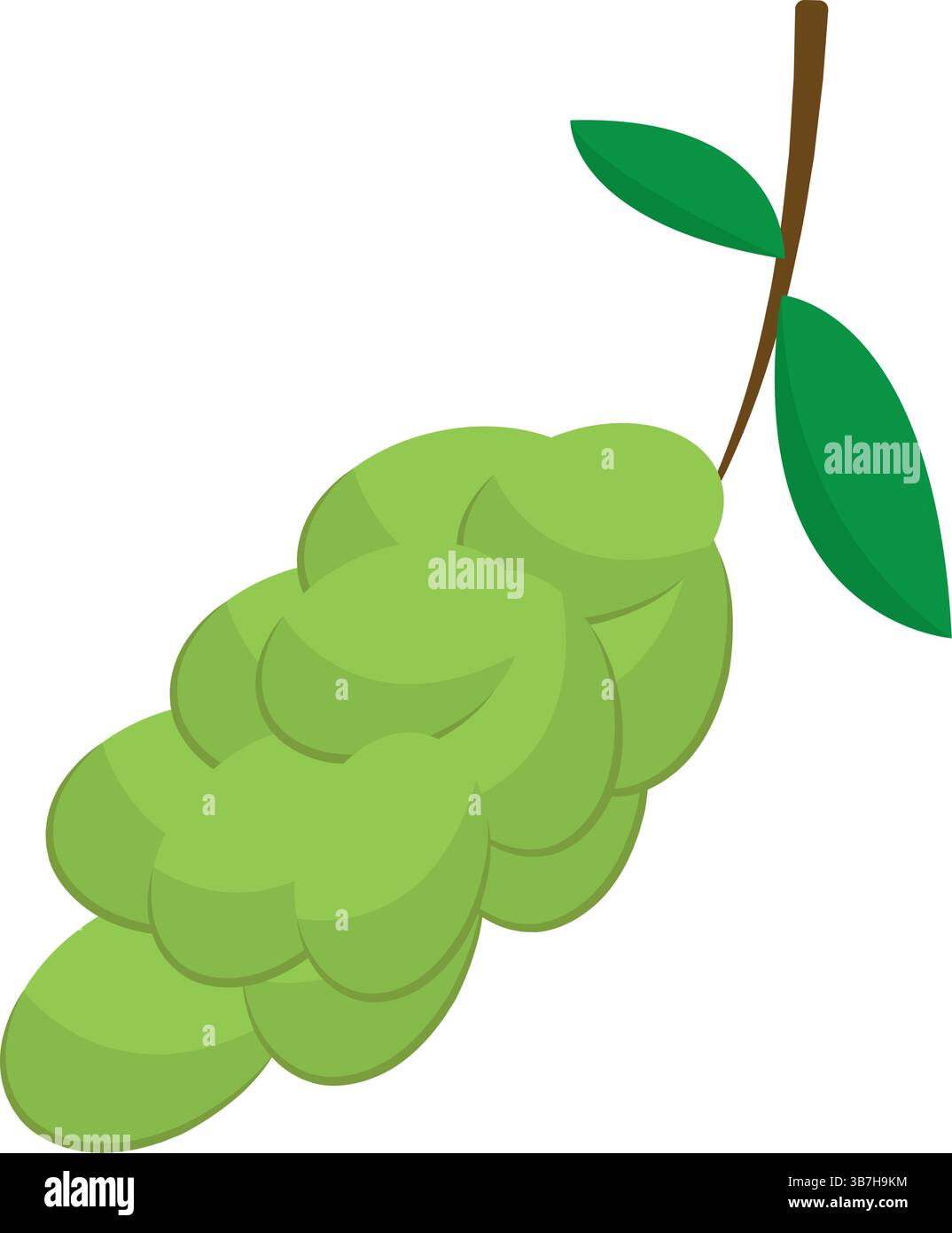 Green grape bunch cartoon. Vector illustration Stock Vector Image & Art ...