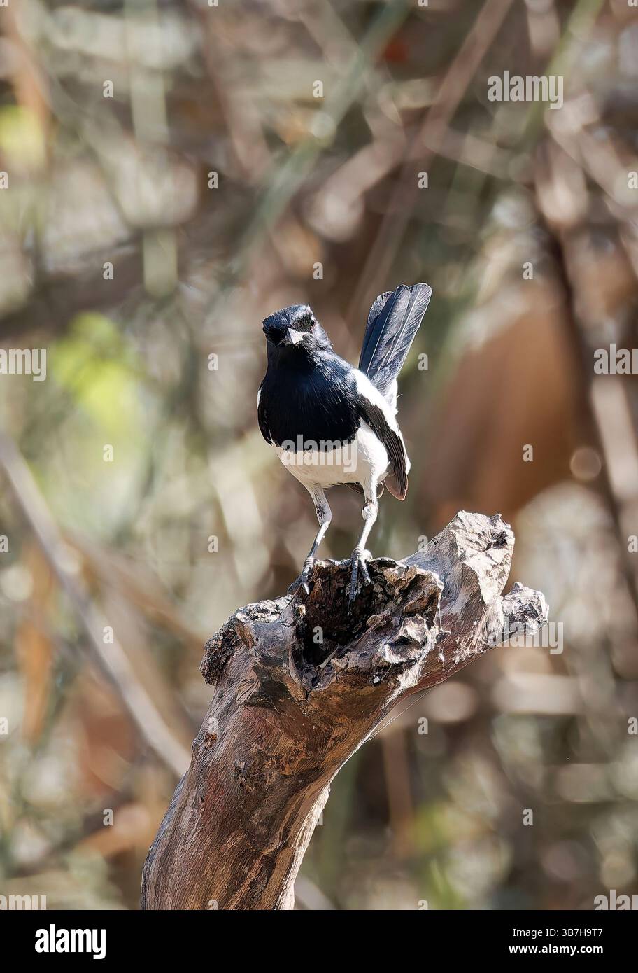 Oriental magpie-robin - male, Dajalschama, Shama dayal, Copsychus ...