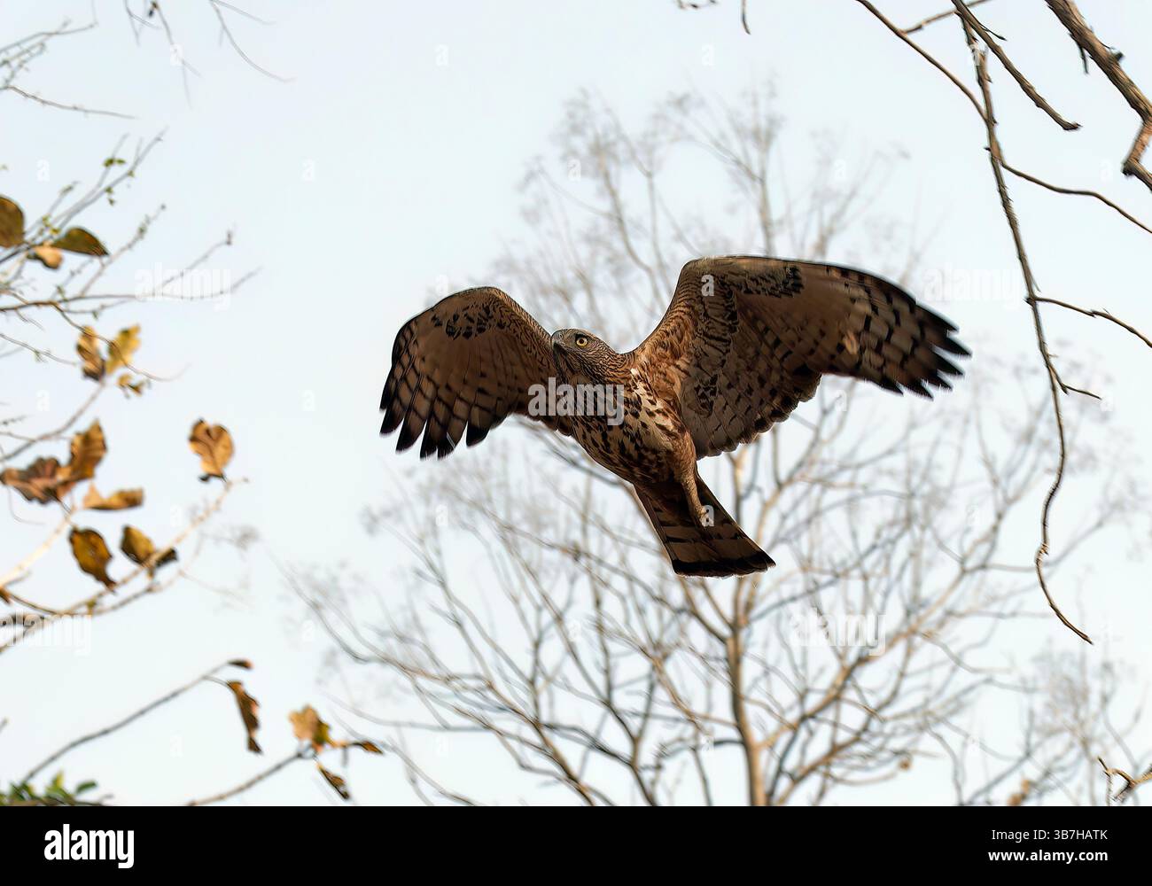changeable hawk-eagle, crested hawk-eagle, Indian crested hawk-eagle ...