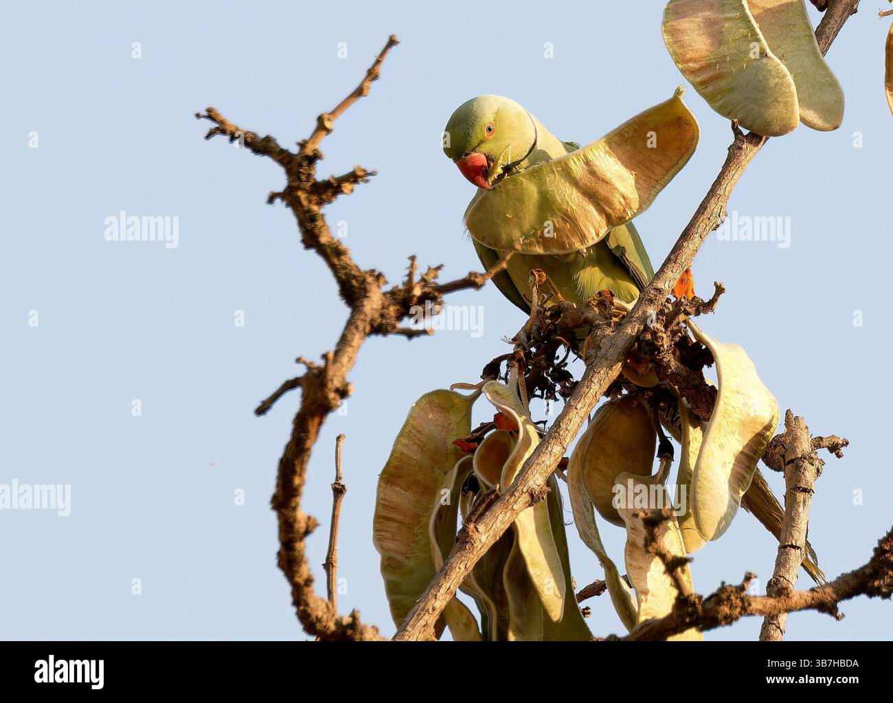 Rose-ringed parakeet, Halsbandsittich, Perruche à collier, Psittacula ...