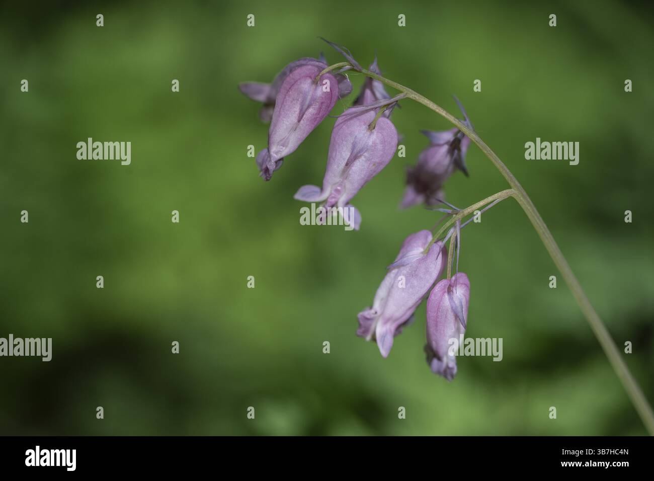 Psychrotidae hi-res stock photography and images - Alamy