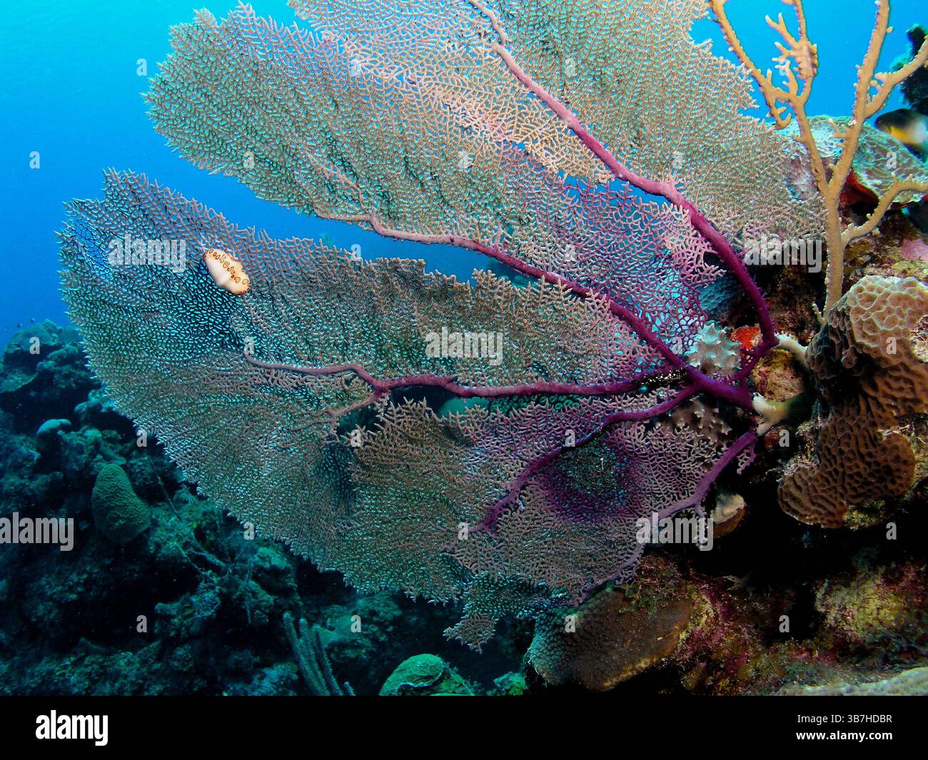 Purple sea fan in Bay of Pigs, Cuba, underwater photograph Stock Photo ...