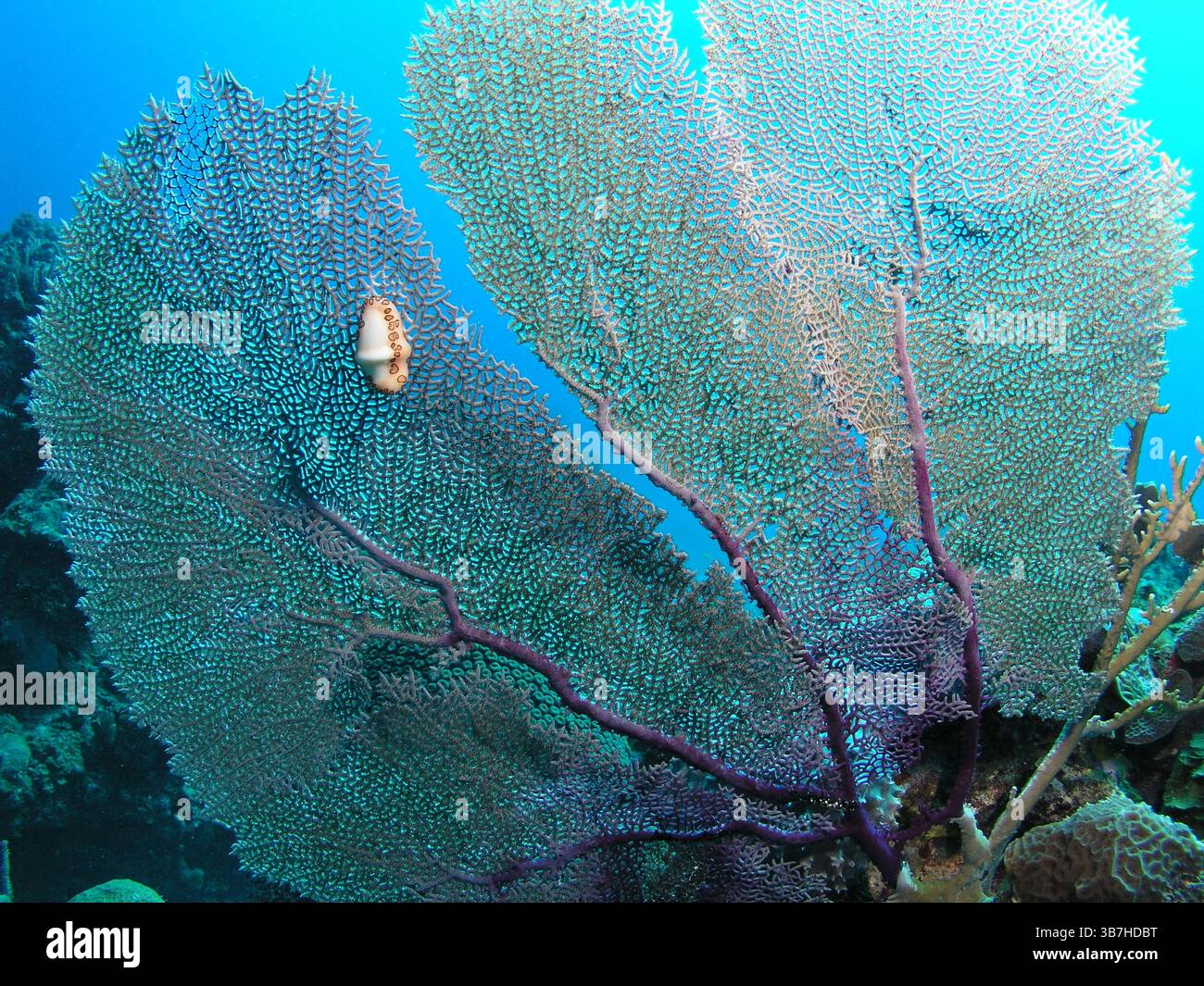 Purple sea fan in Bay of Pigs, Cuba, underwater photograph Stock Photo ...