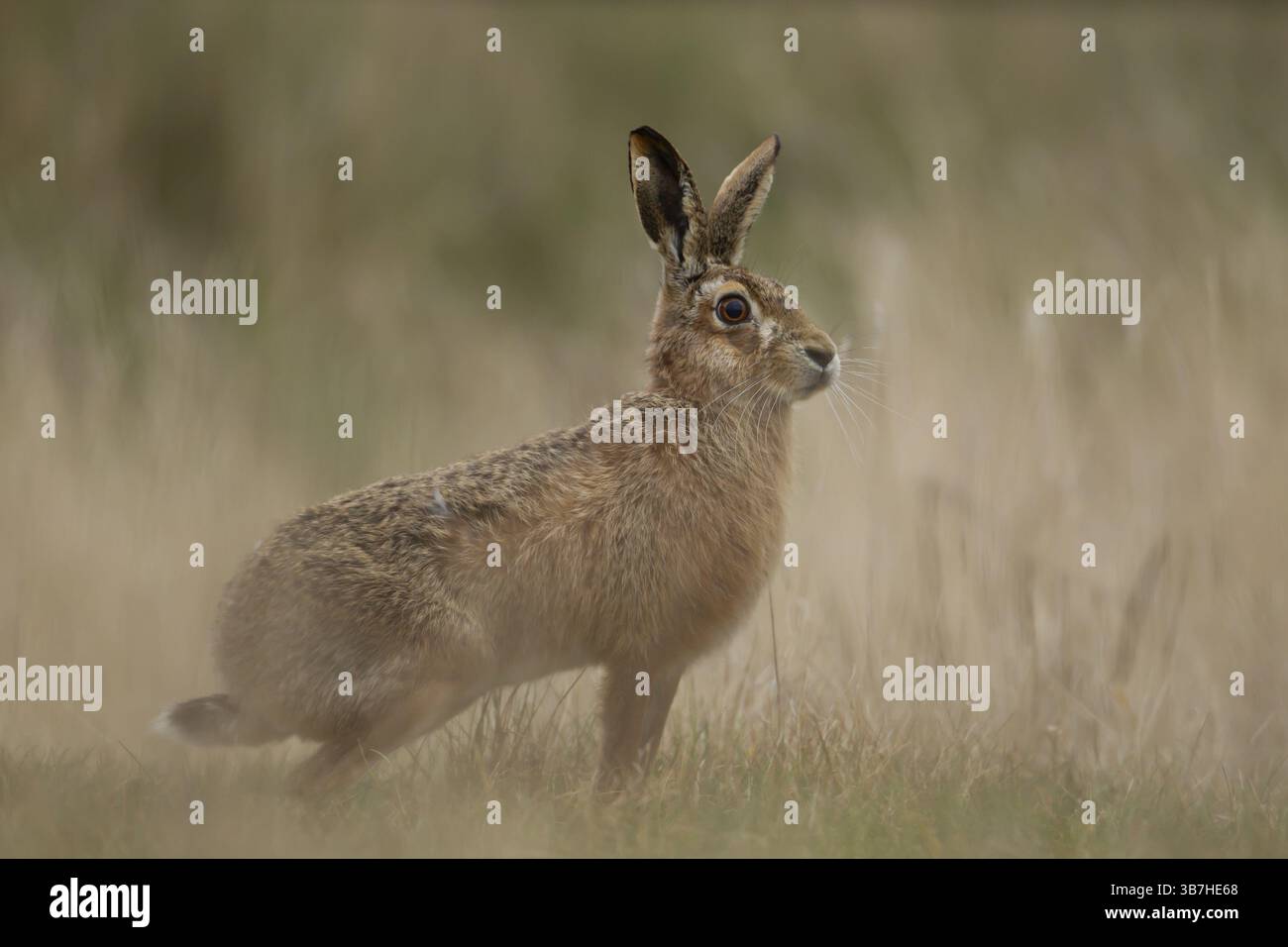 European brown hare (Lepus europaeus) adult animal standing in ...