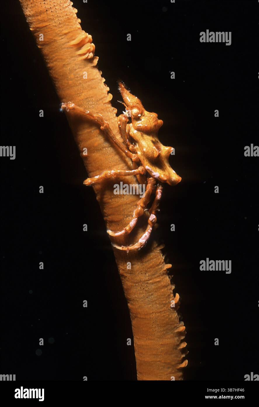 Junceella fragilis hi-res stock photography and images - Alamy